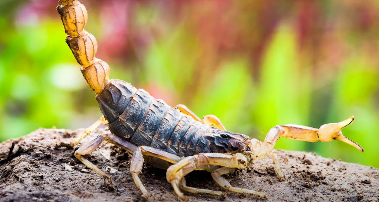 A guide on different types of scorpions – Pest Information
