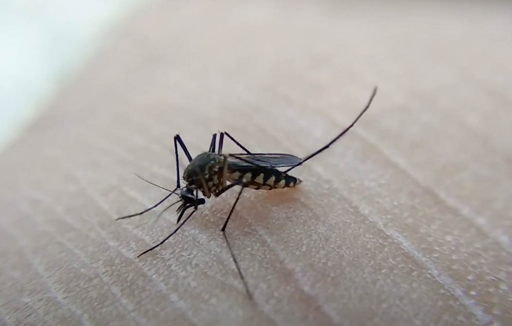 About Culex Mosquitoes – Pest Information