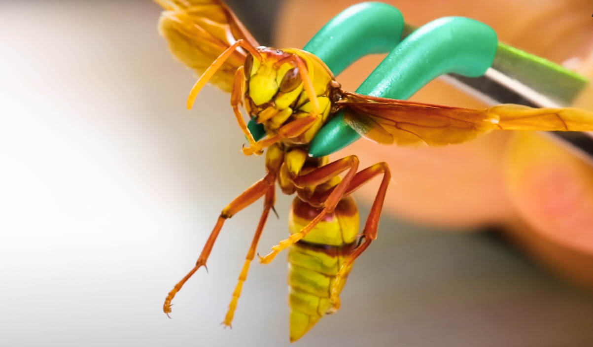 Wasps – Pest Information
