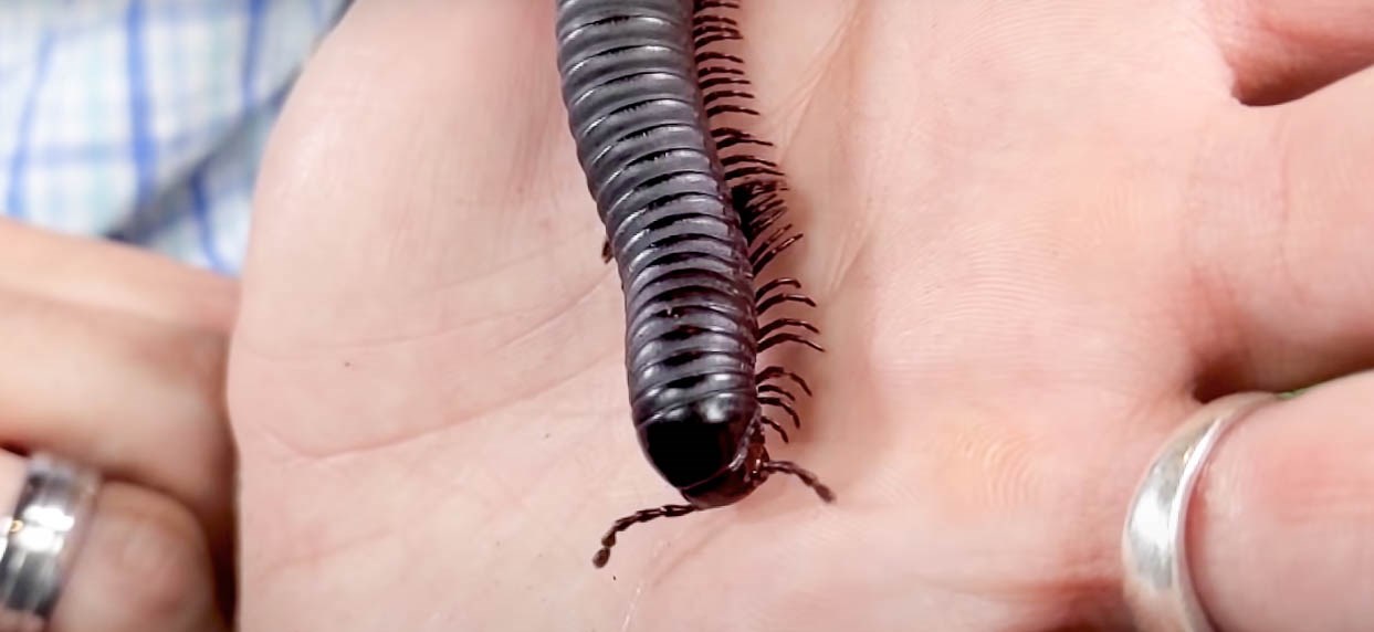 About Millipedes – Pest Information