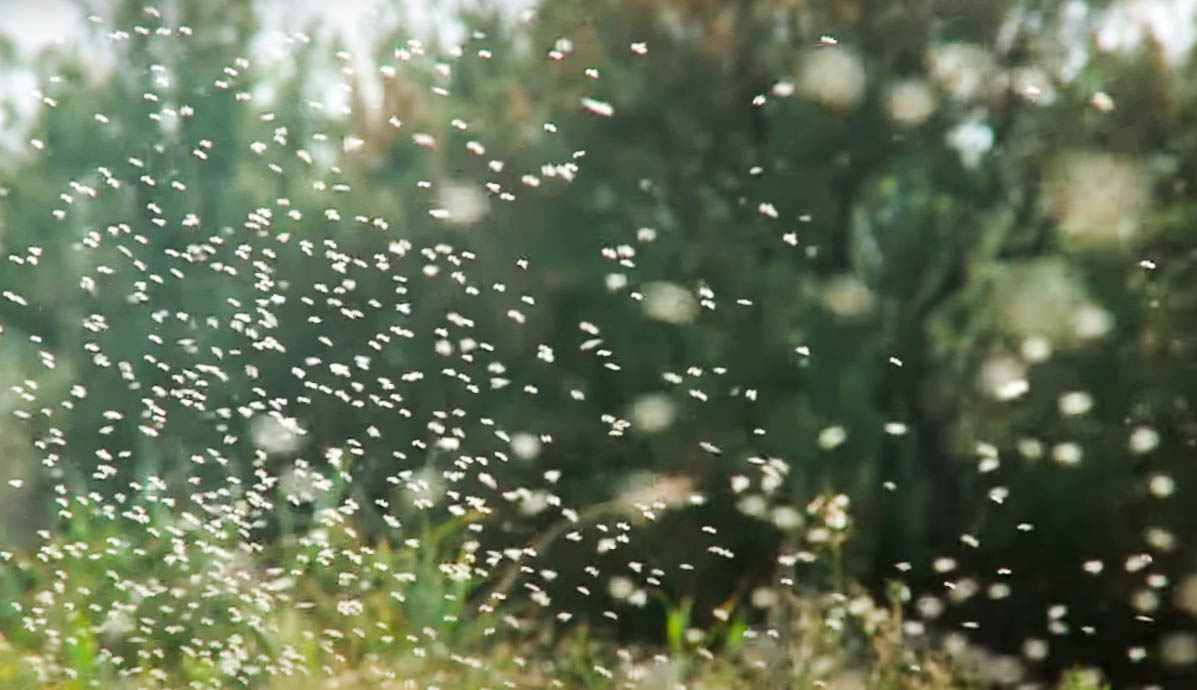 Mosquitoes – Pest Information
