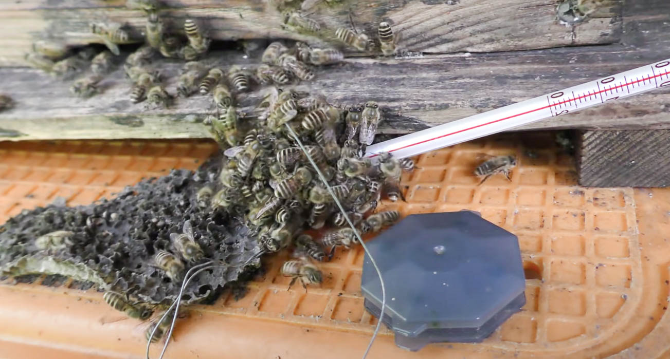 About Japanese Honey Bees – Pest Information