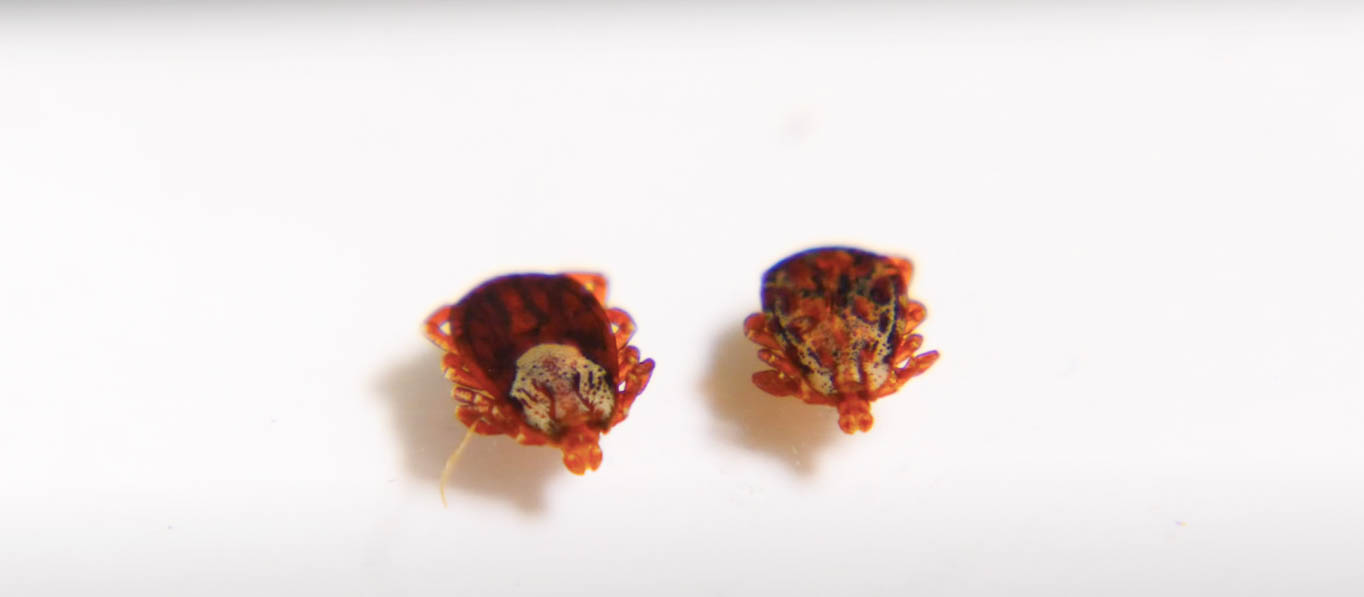 About Rocky Mountain Wood Ticks – Pest Information