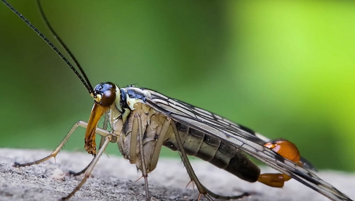 About Cicadas – Pest Information
