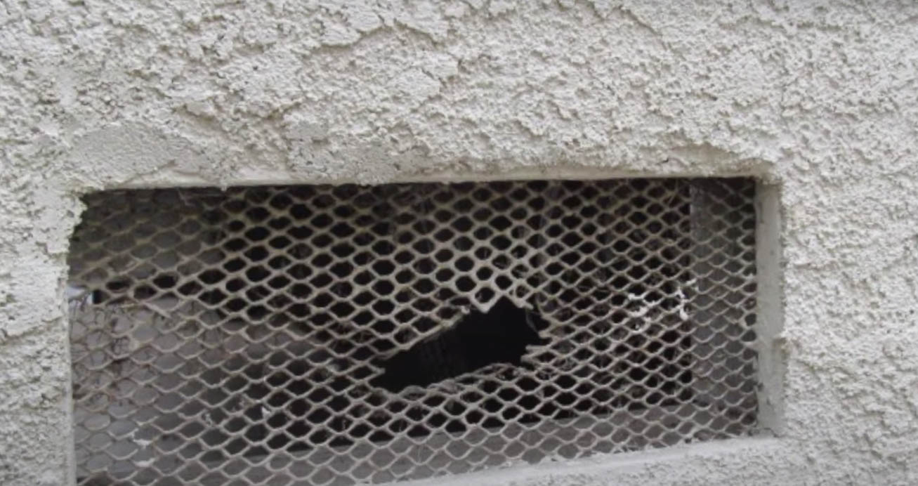 About Smokybrown Cockroaches – Pest Information
