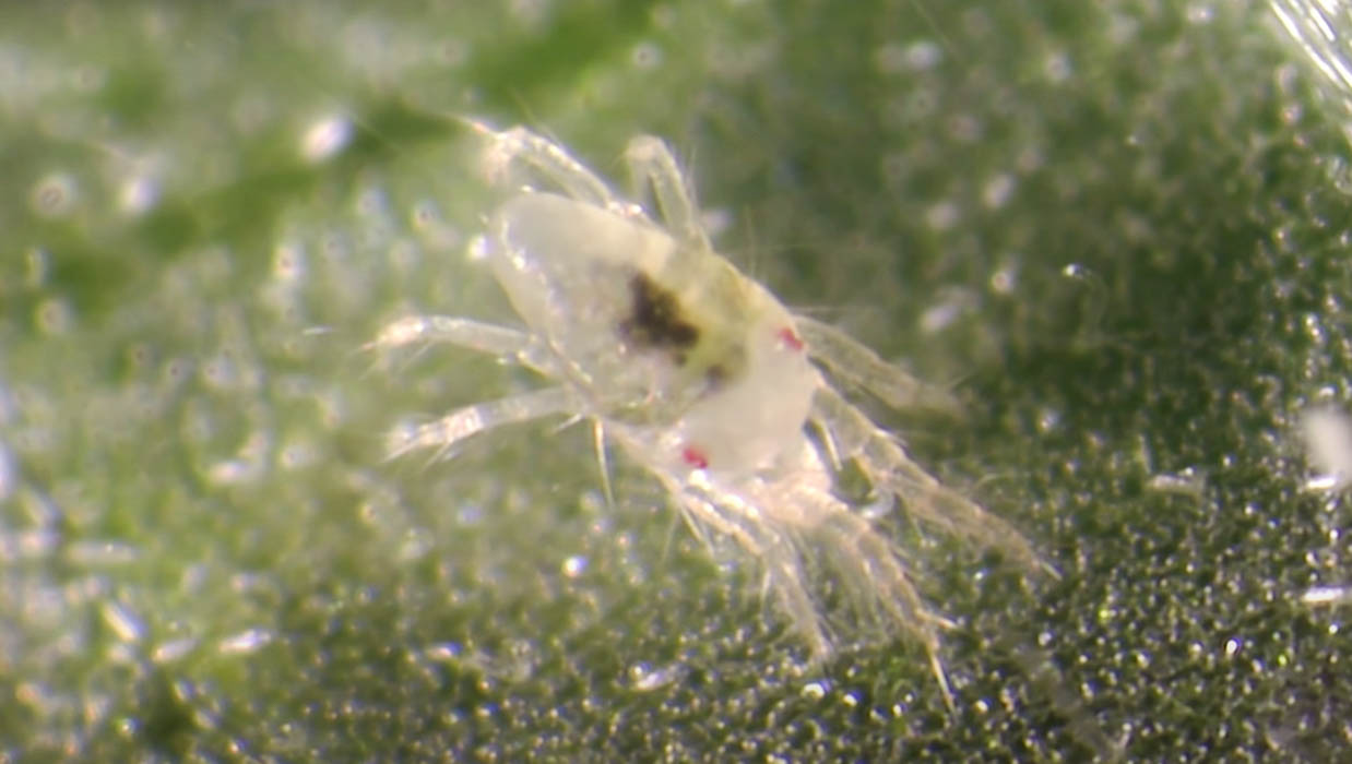 How To Identify a Mite Infestation? – Pest Information